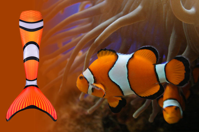 Mermaid Tails Inspired by Real Fish | Fin Fun Blog
