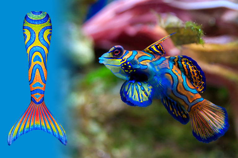 Mermaid Tails Inspired by Real Fish | Fin Fun Blog