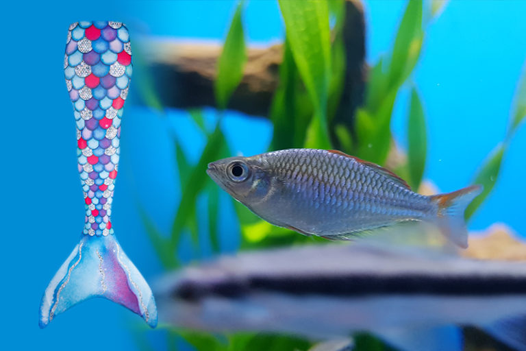 Mermaid Tails Inspired by Real Fish | Fin Fun Blog